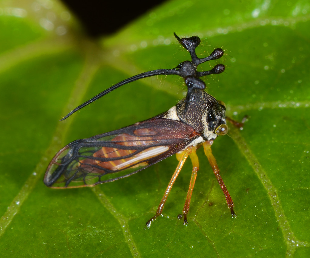 DCCS STUDENT ARTICLE STUDYING LEPTUS HRINGURI MITES IS PUBLISHED IN THE ...